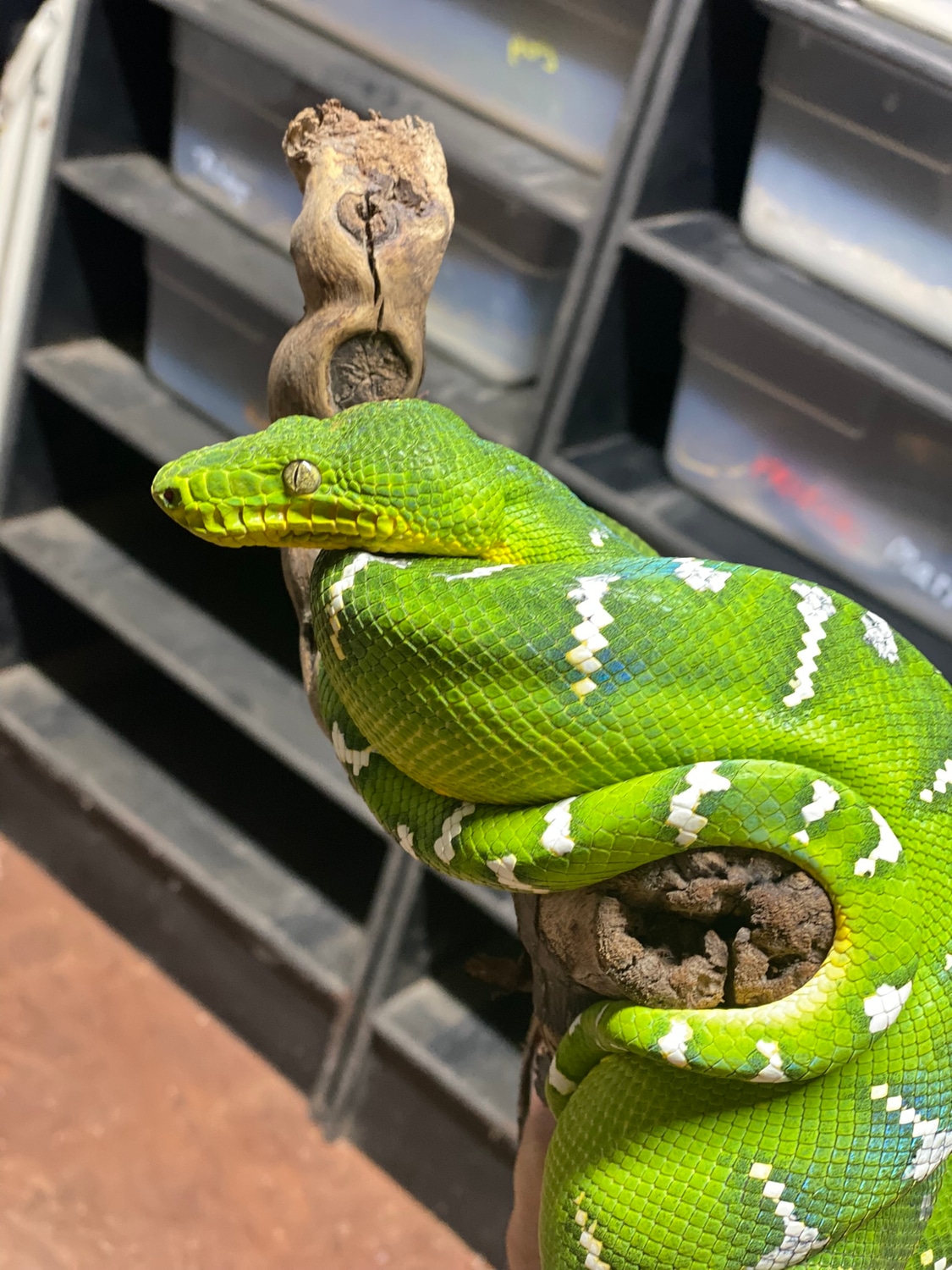 Emerald Northern Emerald Tree Boa by Paul's Cool Scales - MorphMarket