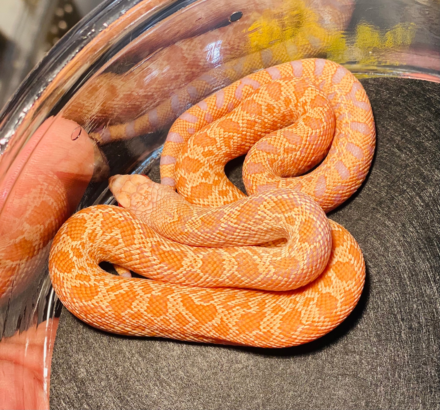 Albino Bullsnake by Paul's Cool Scales - MorphMarket
