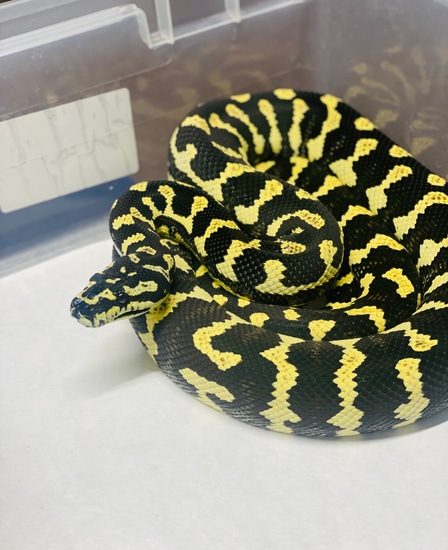 Jungle Carpet TAME Jungle Carpet Python by Paul's Cool Scales