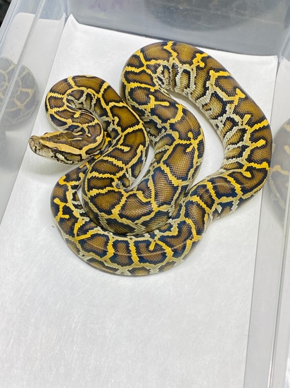 Beautiful Normals! Burmese Python by Paul's Cool Scales