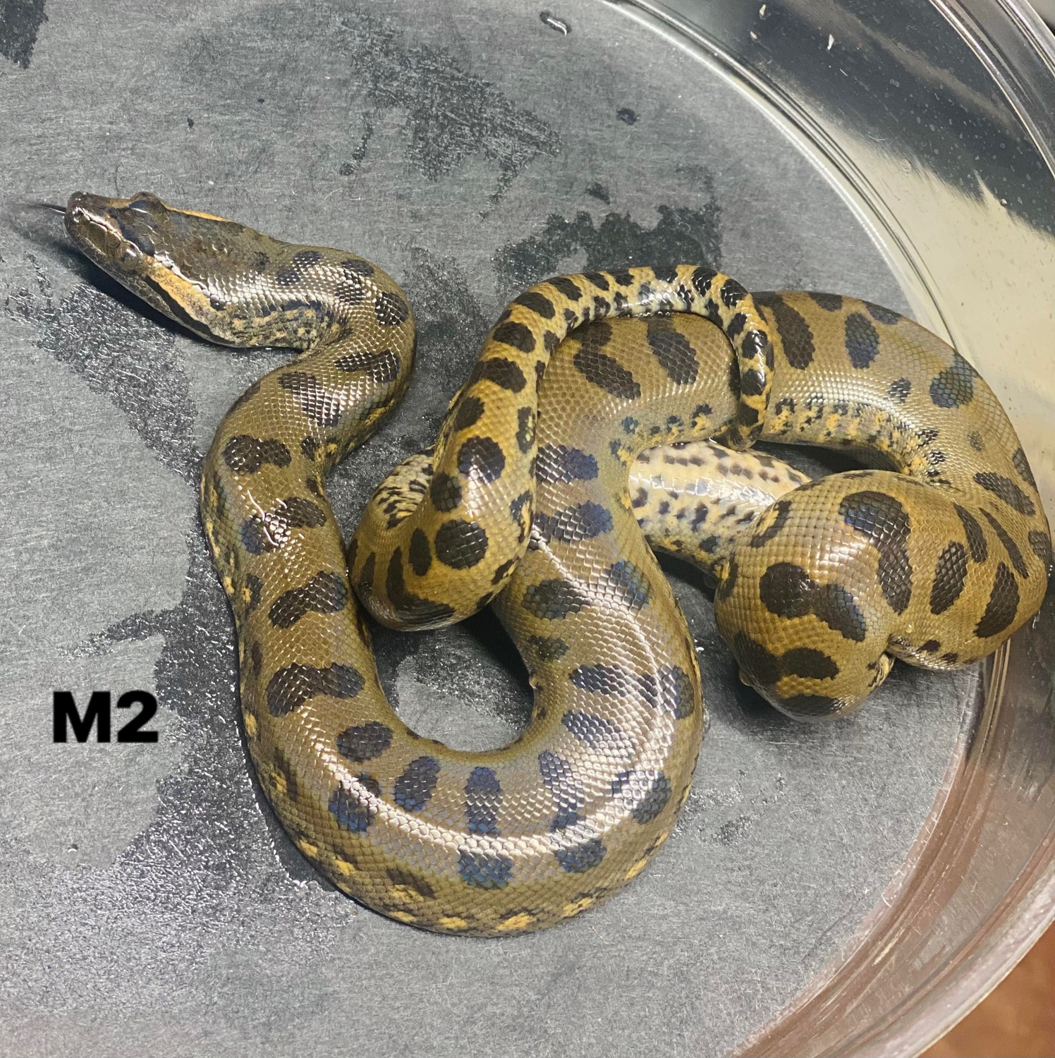 Green Anaconda by Paul's Cool Scales - MorphMarket