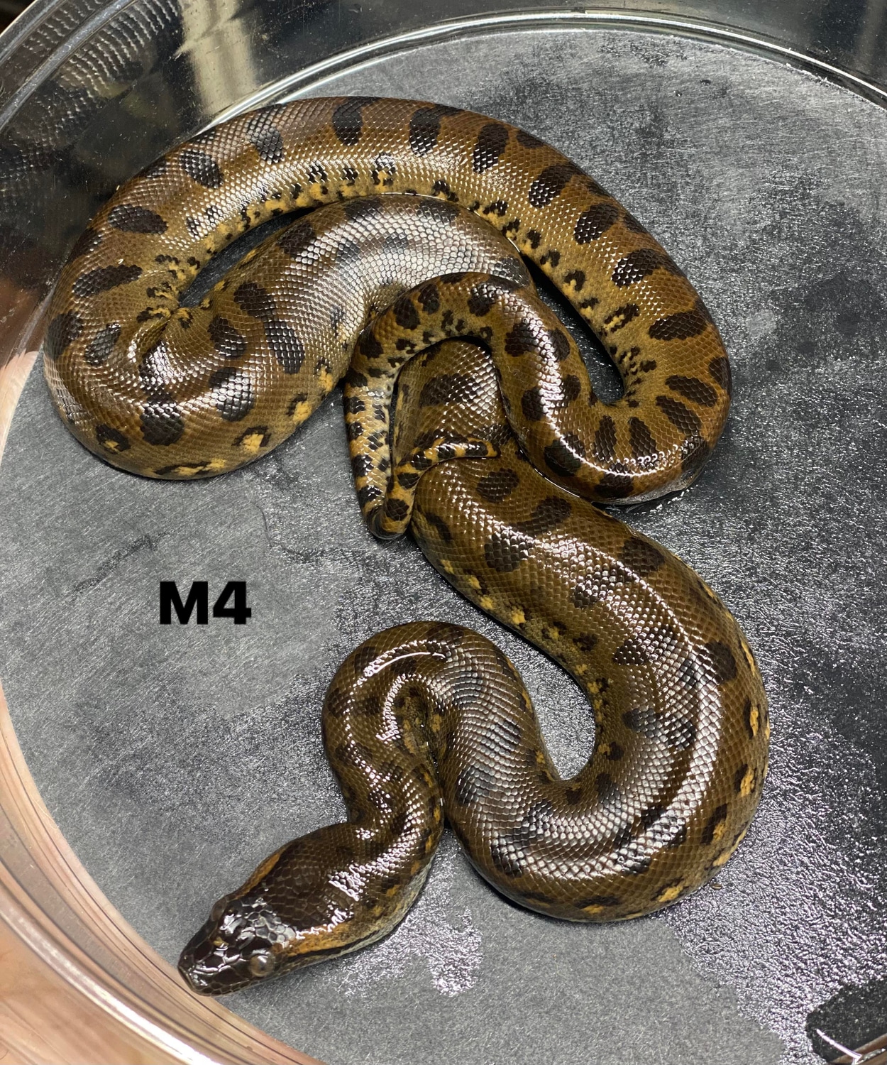 Green Anaconda by Paul's Cool Scales - MorphMarket