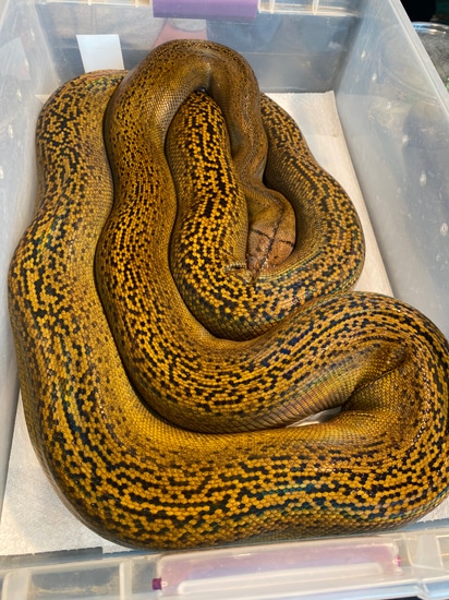 Stunning Golden Child Reticulated Python by Paul's Cool Scales
