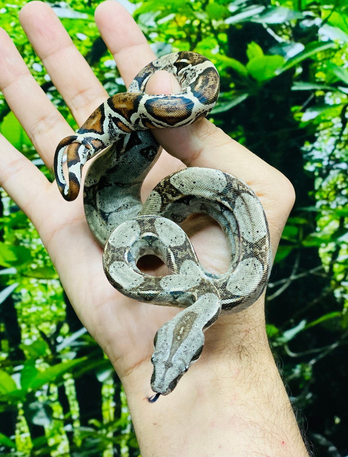 Beautiful Boa Boa Constrictor by Paul's Cool Scales - MorphMarket