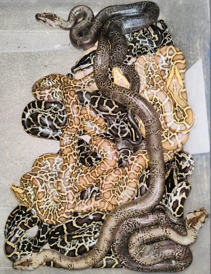 Amazing Project Opportunity Proven Adult Pair Burmese Python by Paul's ...