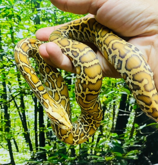 Gulf Coast Caramel Burmese Python by Paul's Cool Scales