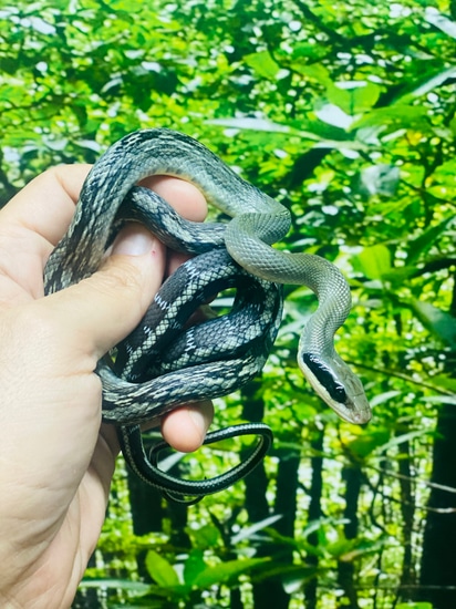 Vietnamese Blue Beauty Beauty Rat Snake by Paul's Cool Scales