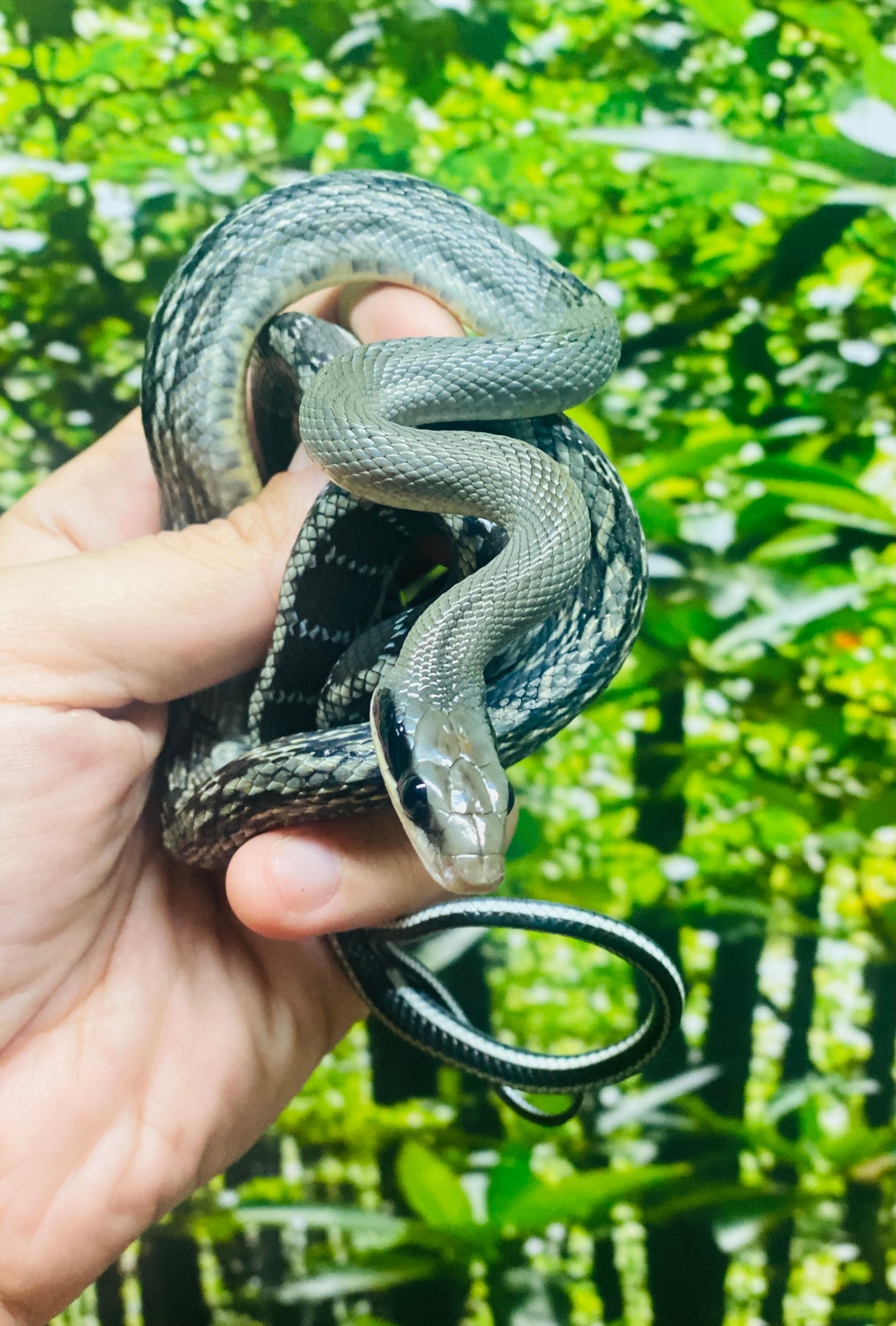 Vietnamese Blue Beauty Rat Snake by Paul's Cool Scales - MorphMarket