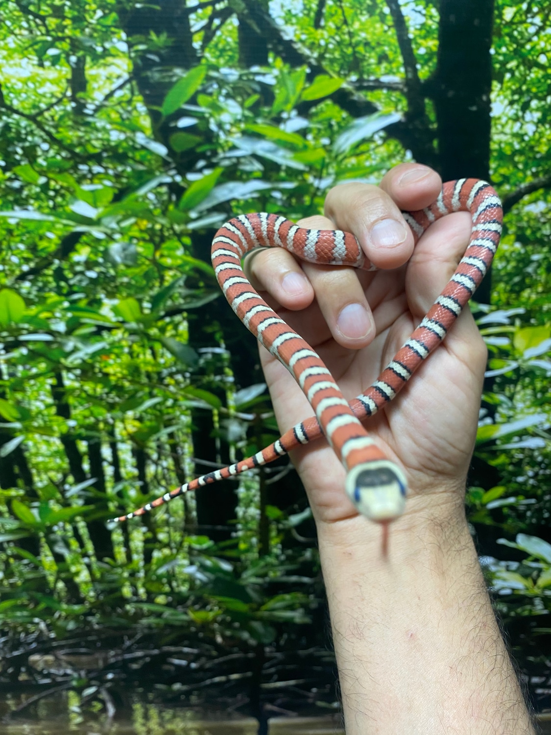 Applegate King Arizona Mountain Kingsnake by Paul's Cool Scales ...