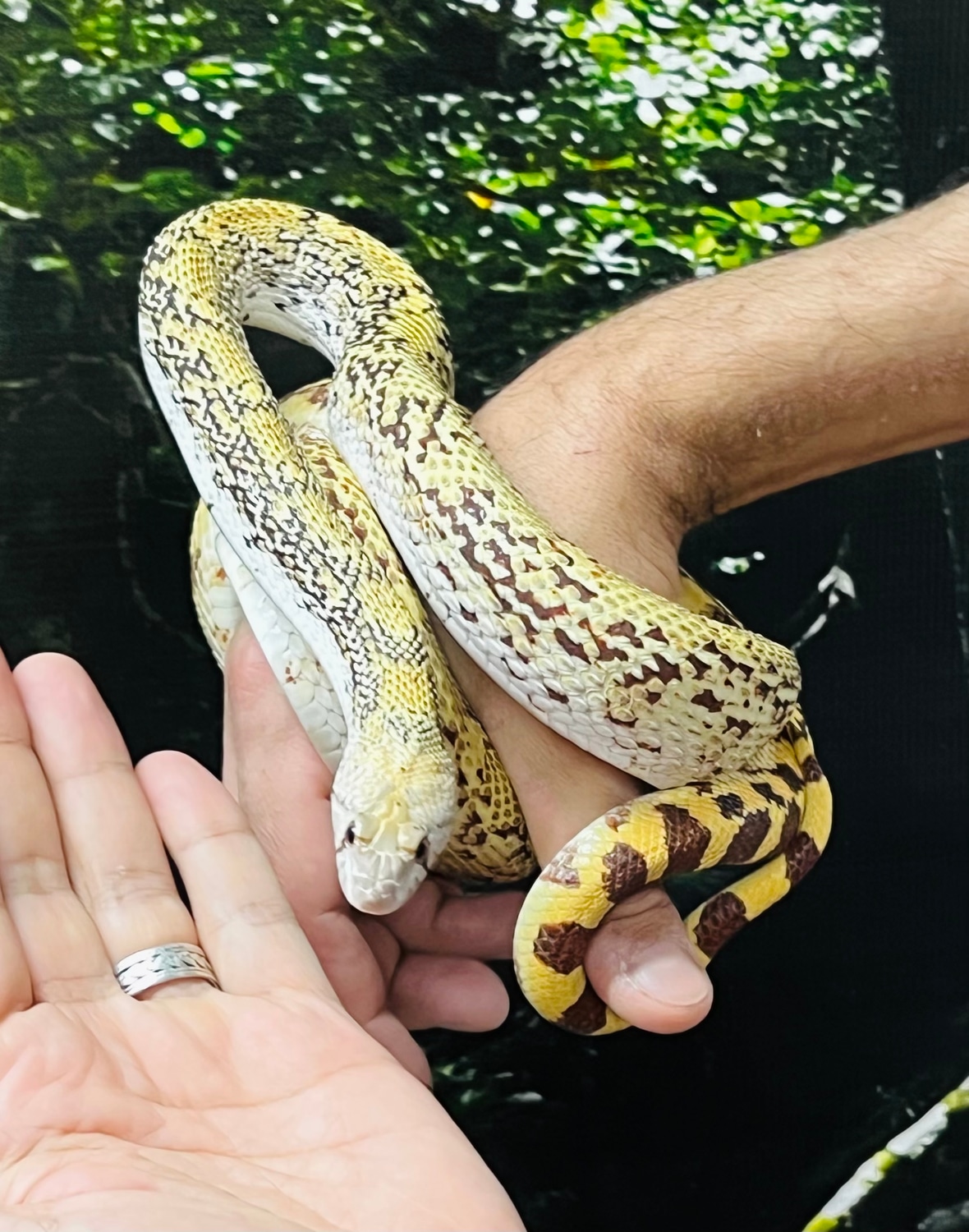 Stunning And Docile! Christmas Mountain Gopher Snake by Paul's Cool ...