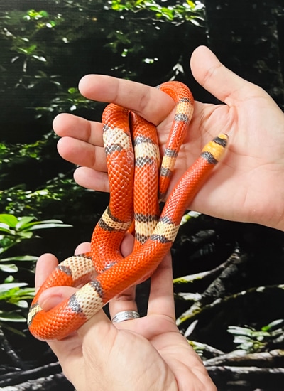 Hypo Tri-Color Honduran Milk Snake by Paul's Cool Scales