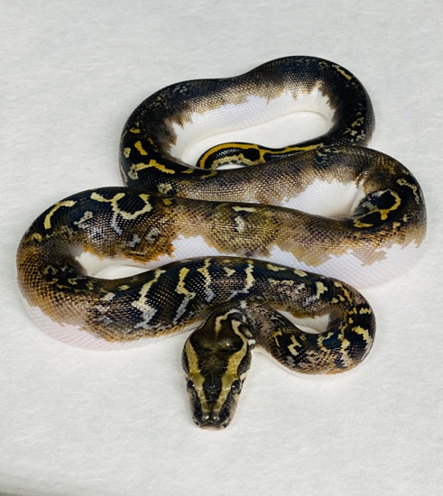 Pied Burmese Burmese Python by Paul's Cool Scales