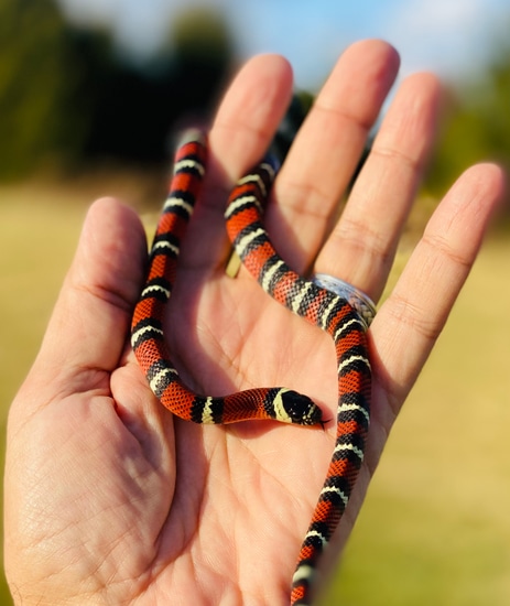 Biggest And Most Docile Black Milk Snake by Paul's Cool Scales