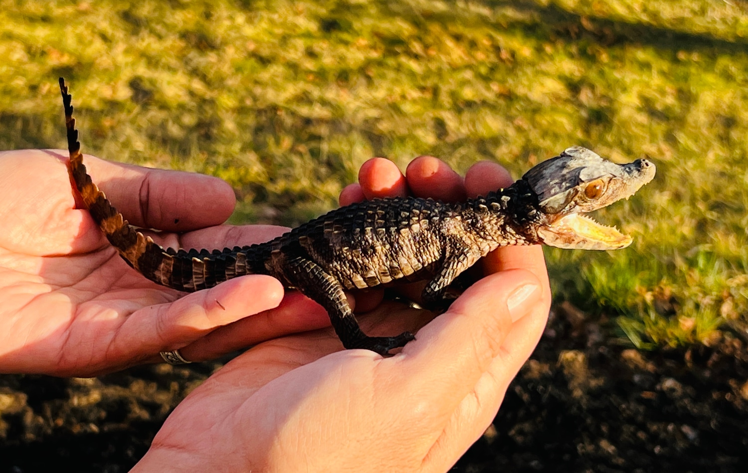 Perfect Cuvier's Dwarf Caiman by Paul's Cool Scales - MorphMarket