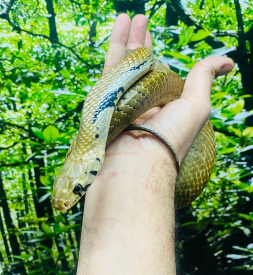 Unicolor Cribo Cribo & Indigo Snakes by Paul's Cool Scales