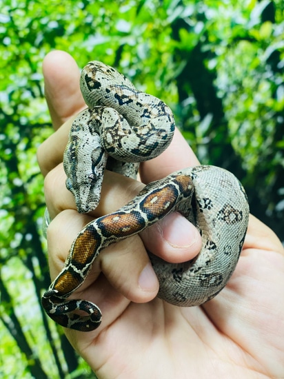 Tarahumara Mountain Boa Boa Constrictor by Paul's Cool Scales