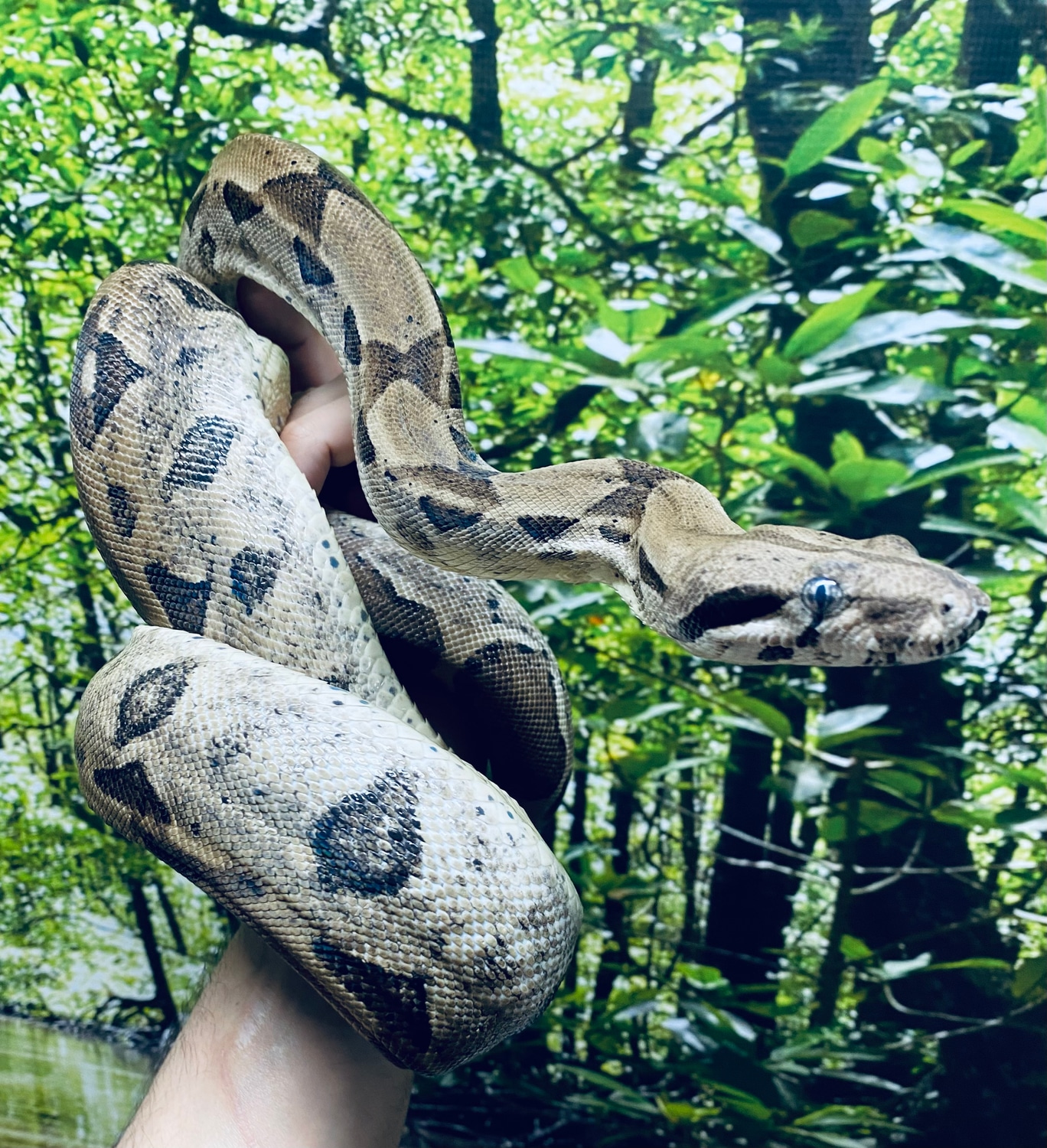 Ghost Boa Constrictor by Paul's Cool Scales - MorphMarket