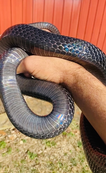 Biggest And Most Docile Black Milk Snake by Paul's Cool Scales