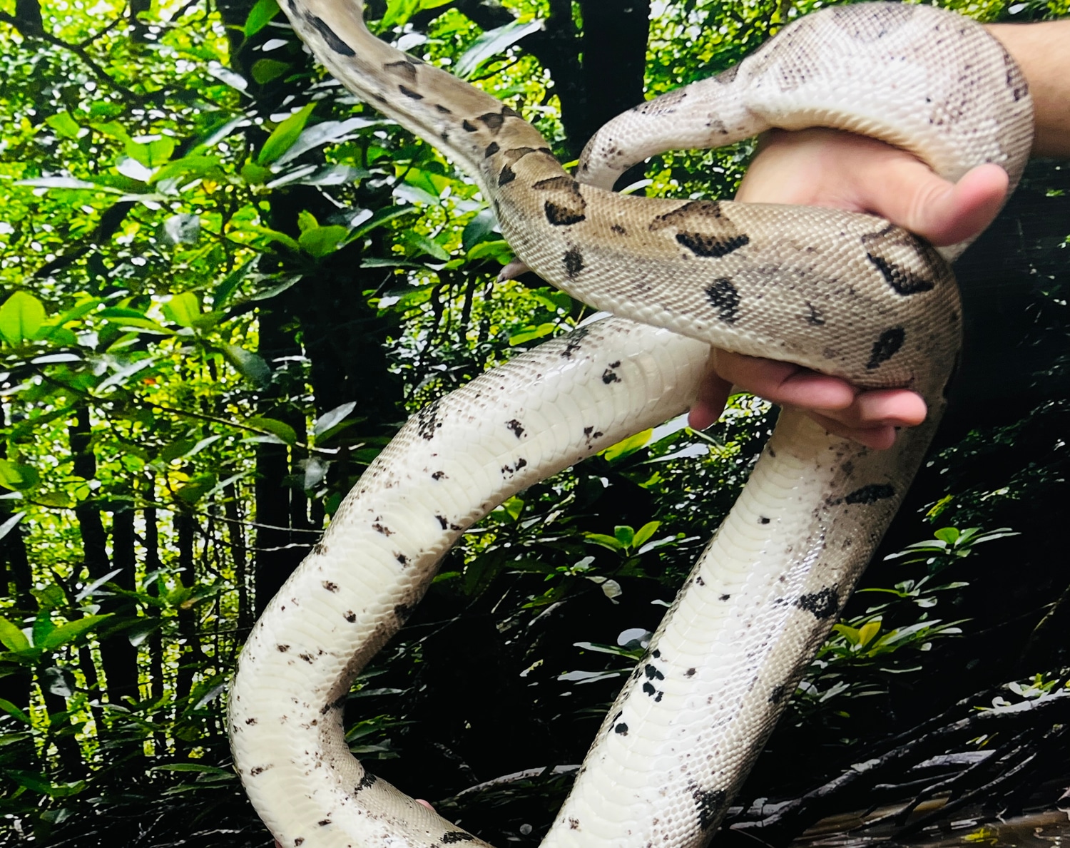 Ghost Boa Constrictor by Paul's Cool Scales - MorphMarket