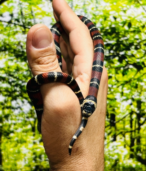 DOCILE Black Milk Male! Black Milk Snake by Paul's Cool Scales
