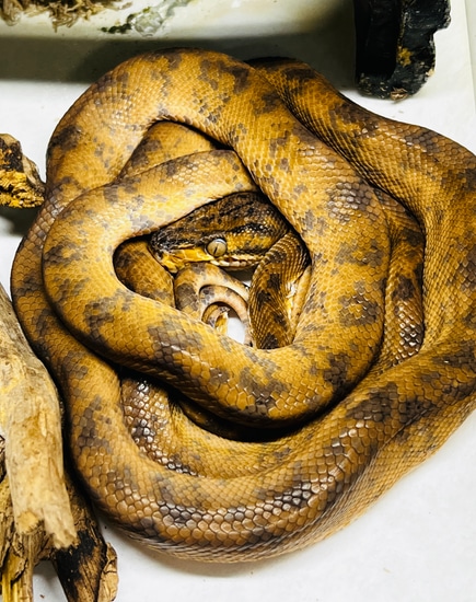 Beautiful Amazon Tree Boa by Paul's Cool Scales
