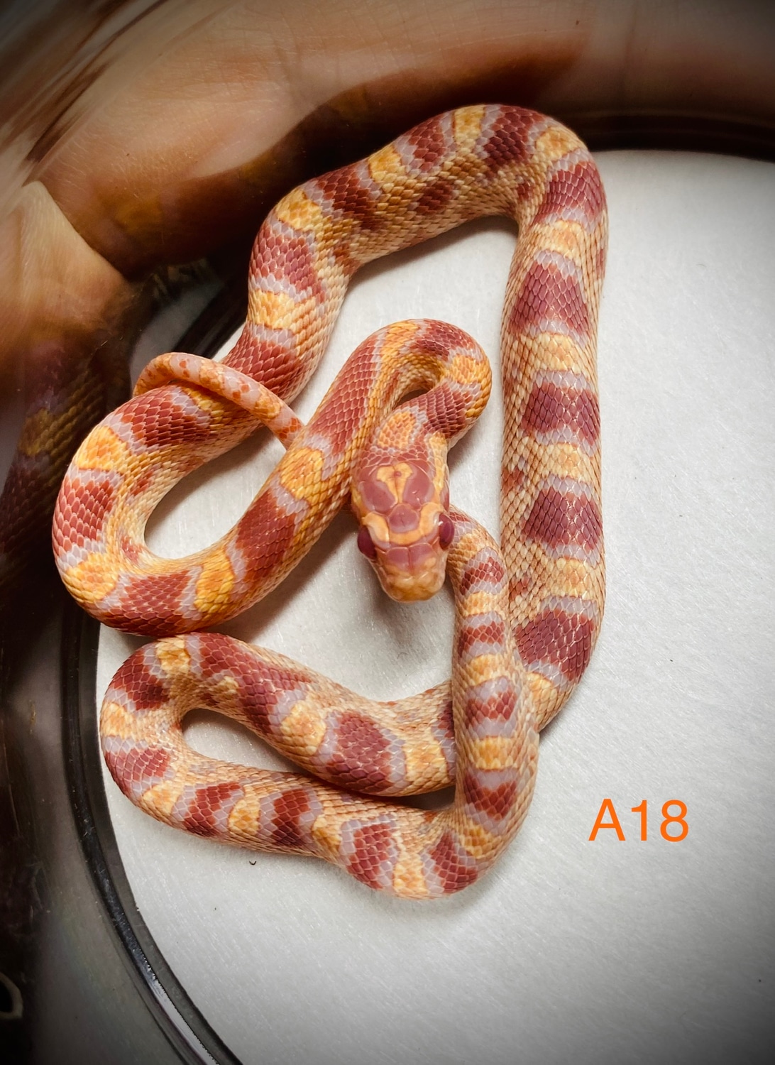 Red Factor Amel Corn Snake by Paul's Cool Scales - MorphMarket