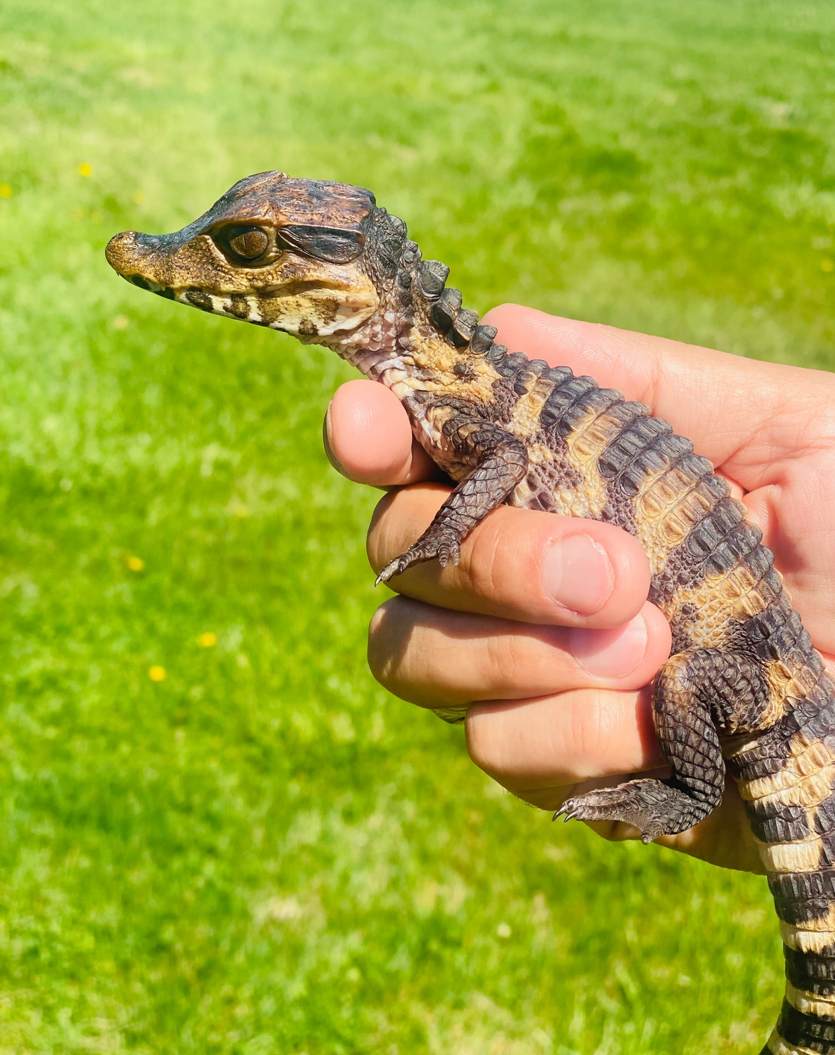 Perfect Cuvier's Dwarf Caiman by Paul's Cool Scales - MorphMarket