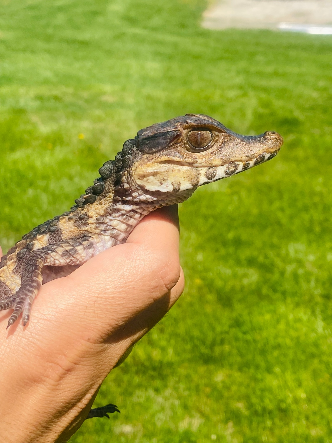 Perfect Cuvier's Dwarf Caiman by Paul's Cool Scales - MorphMarket