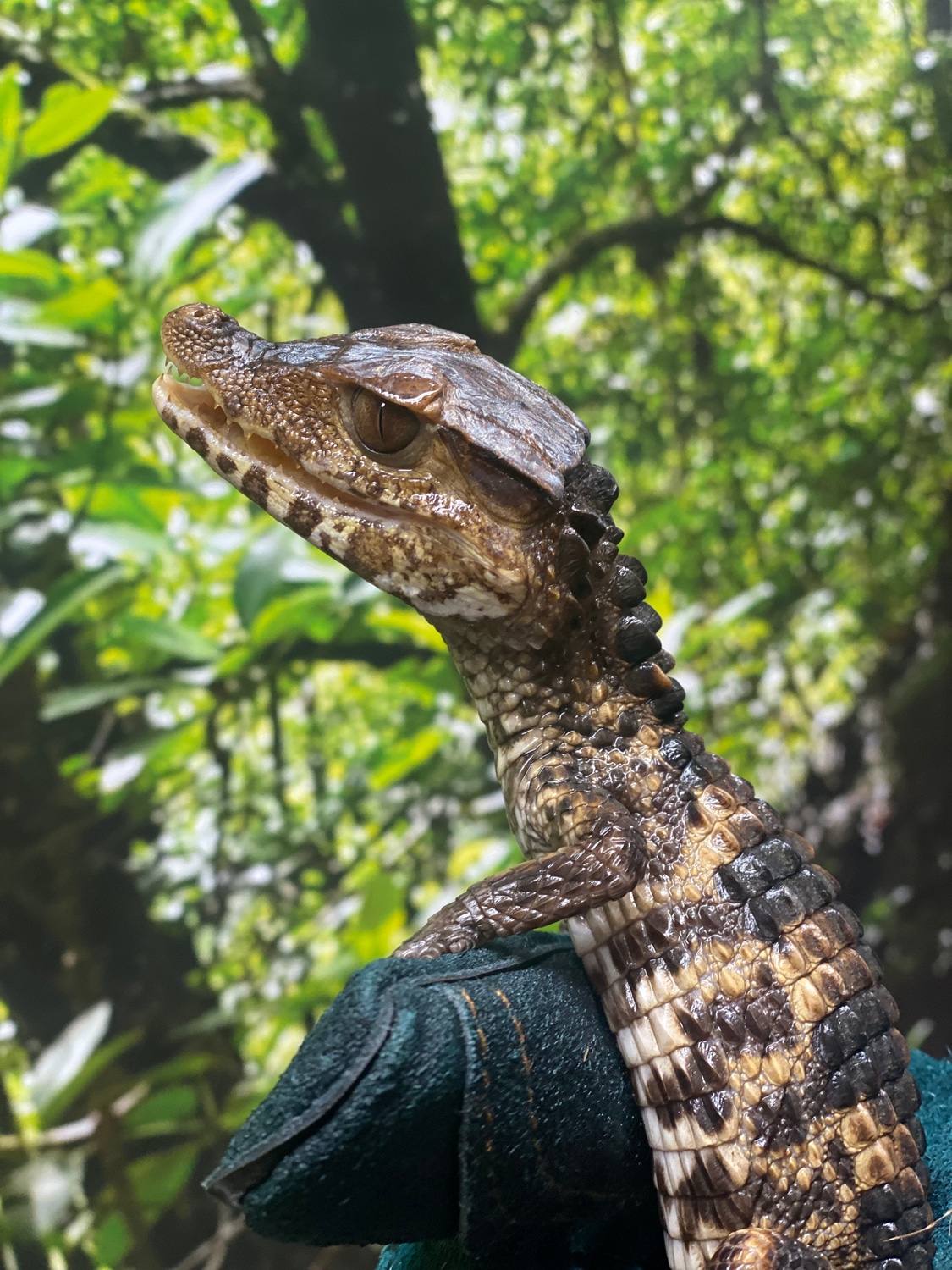 PERFECT Cuvier’s (True) ! Cuvier's Dwarf Caiman by Paul's Cool Scales ...