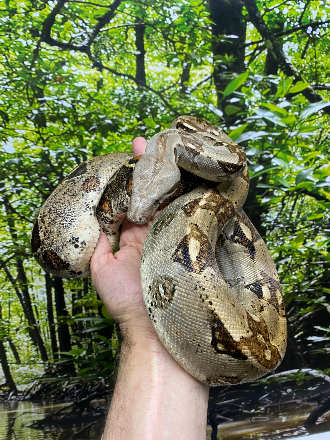 DOCILE Columbian Boa Constrictor by Paul's Cool Scales - MorphMarket