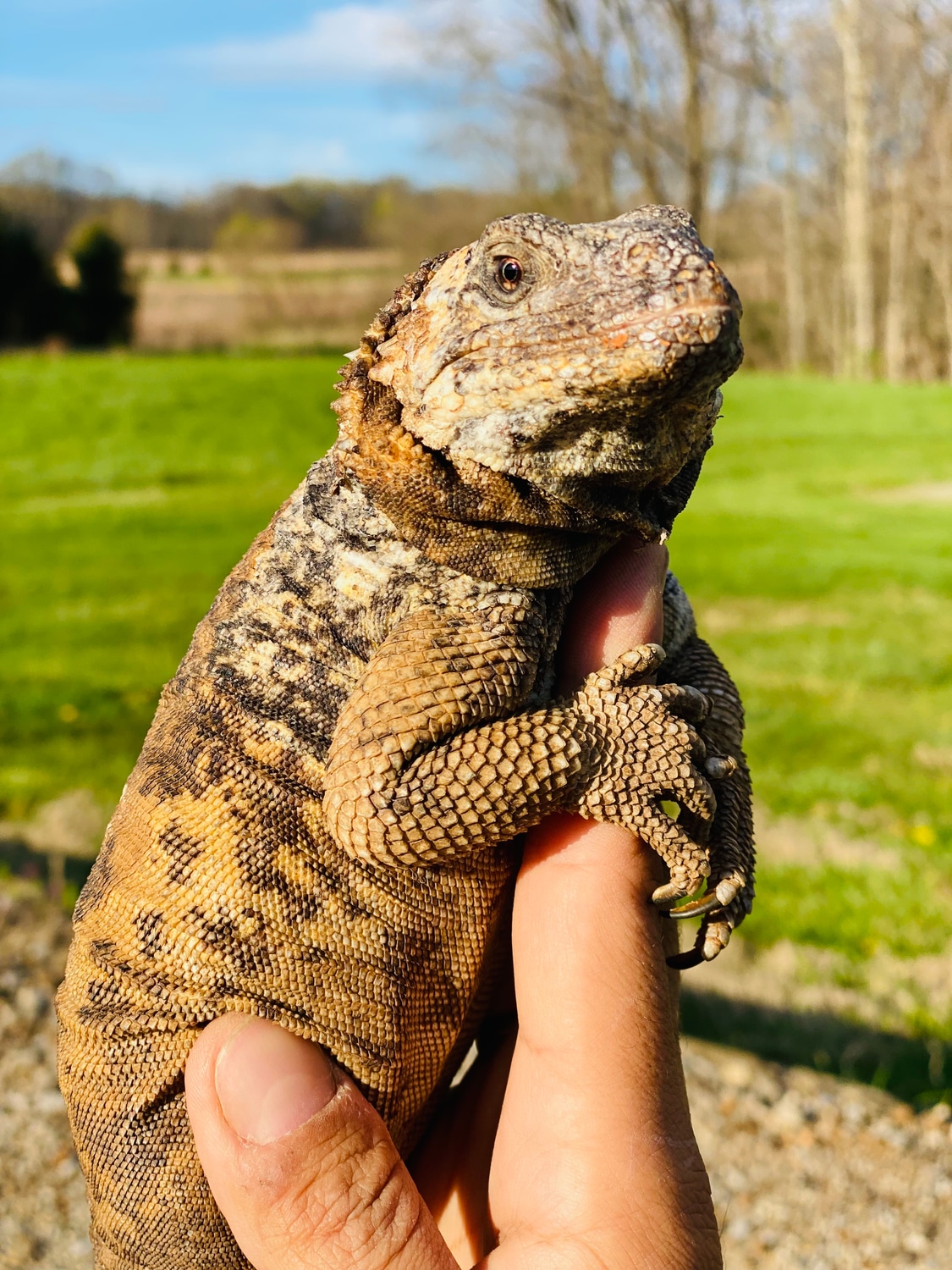 Calico Chuckwalla RARE More Lizard by Paul's Cool Scales - MorphMarket