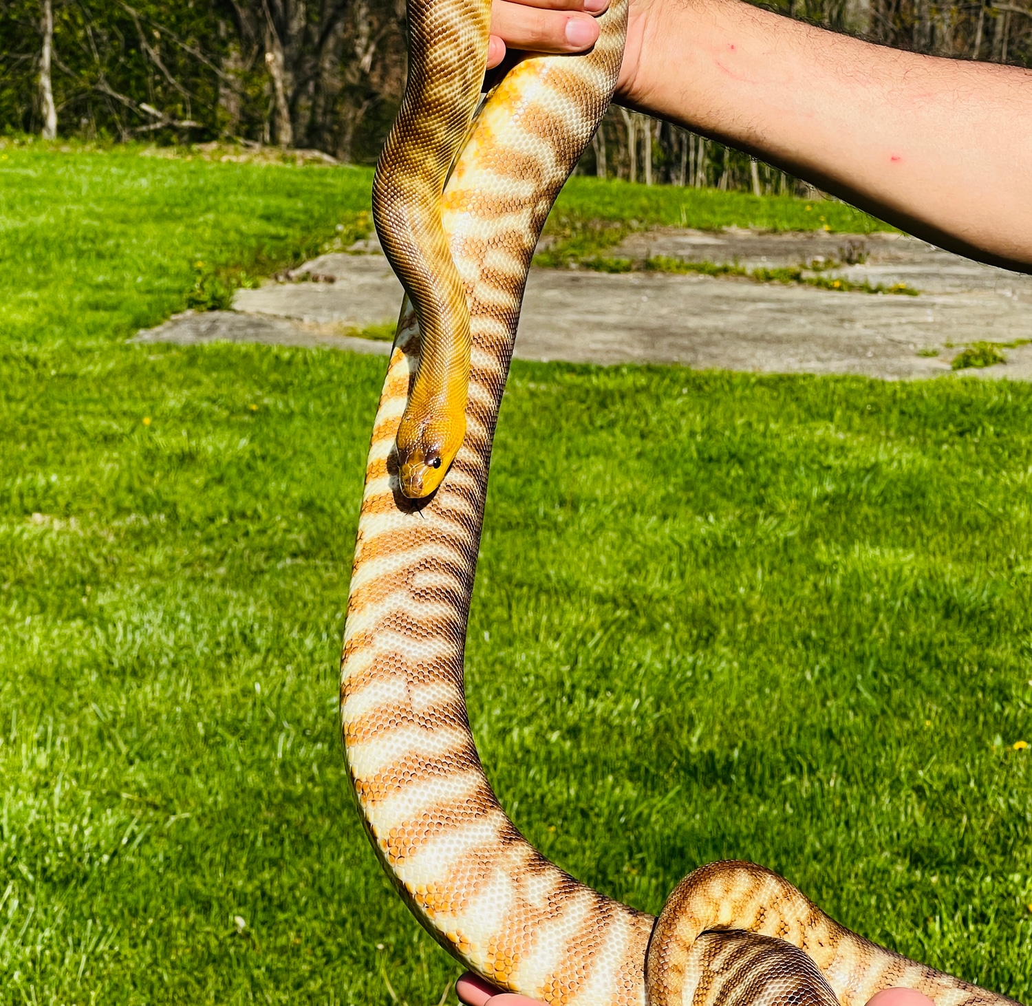 Docile Breeder Woma Python by Paul's Cool Scales - MorphMarket