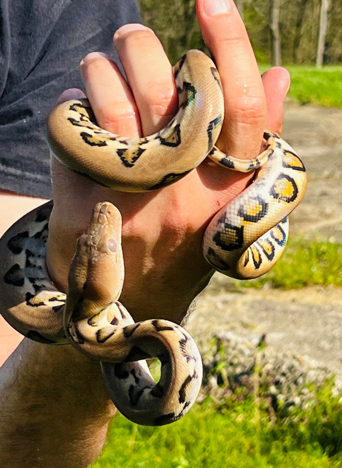 Jaguar Poss Double Het Albino/Anthrax Reticulated Python by Paul's Cool ...