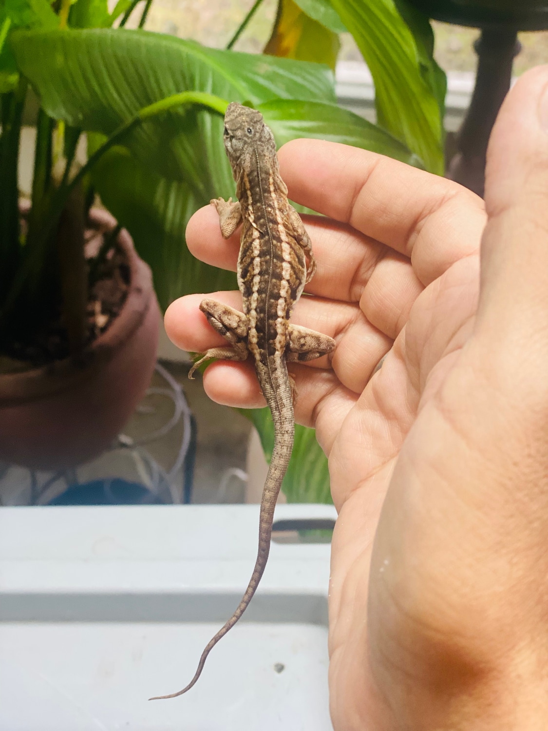Three-Eyed Lizard! More Lizard by Paul's Cool Scales - MorphMarket