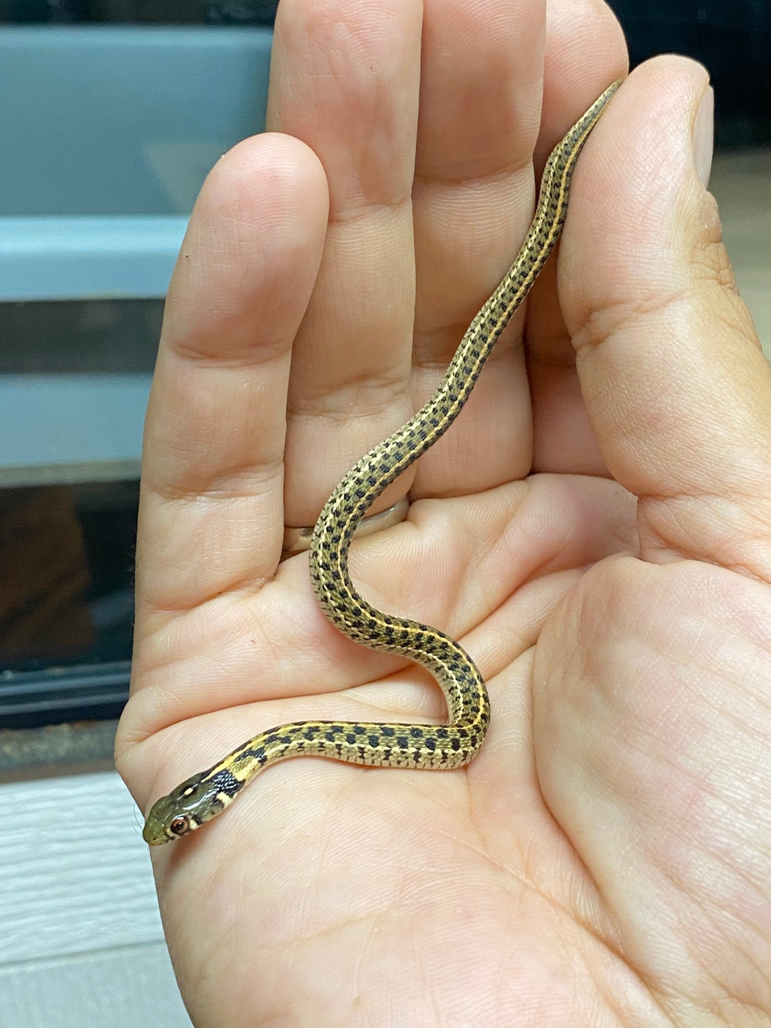 Texas Checkered Garters! Garter Snake by Paul's Cool Scales - MorphMarket