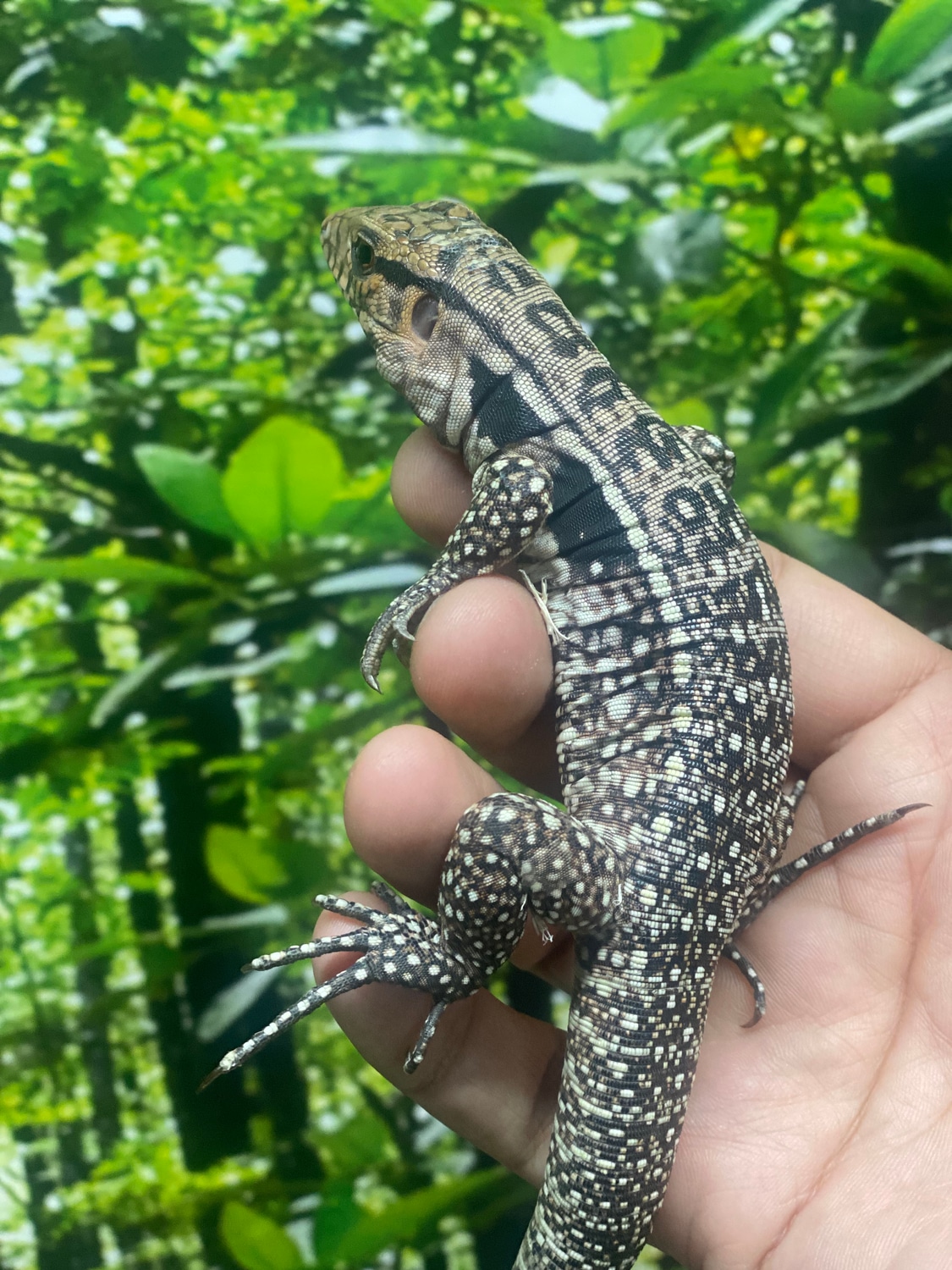 SWEET Blue Titanium Het Albino Salvator Tegu by Paul's Cool Scales ...