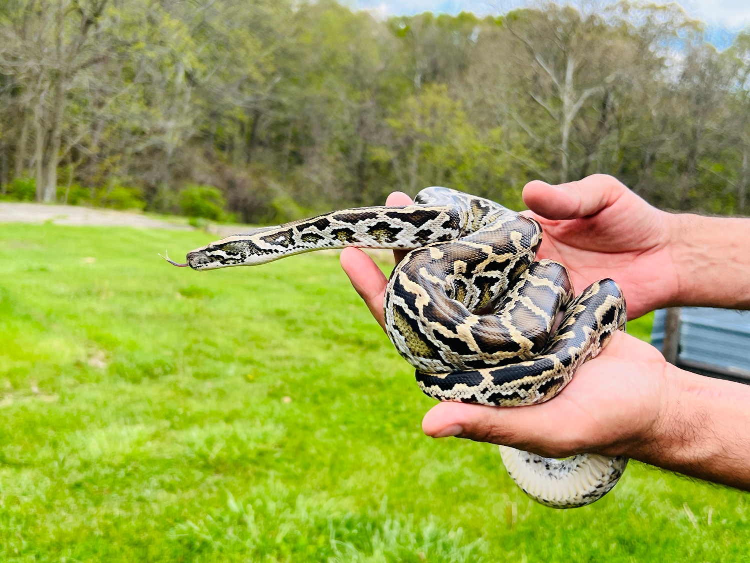 Half Dwarf Het Albino Burmese Python by Paul's Cool Scales - MorphMarket