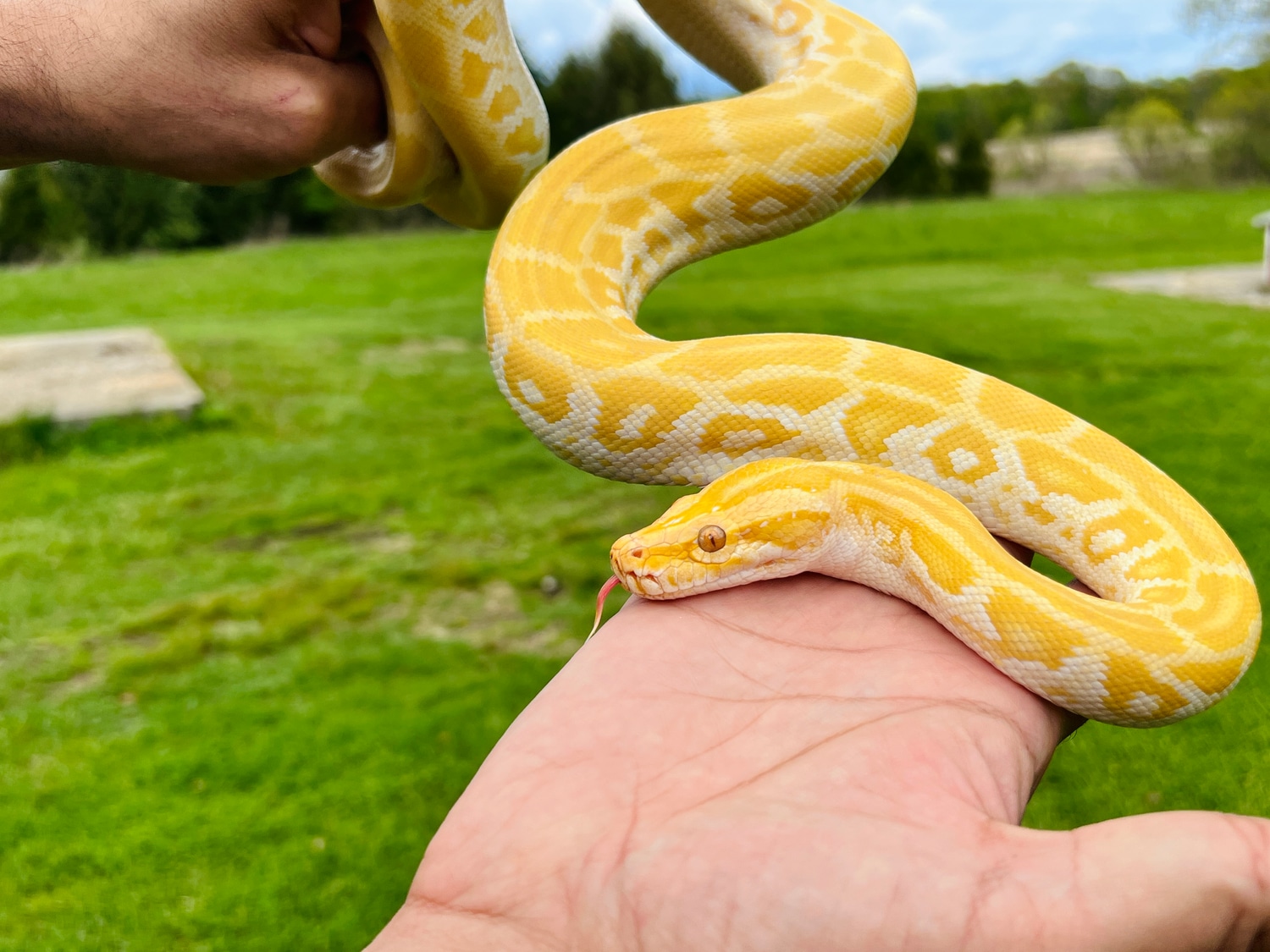 Half Dwarf Pearl Burmese Python by Paul's Cool Scales - MorphMarket