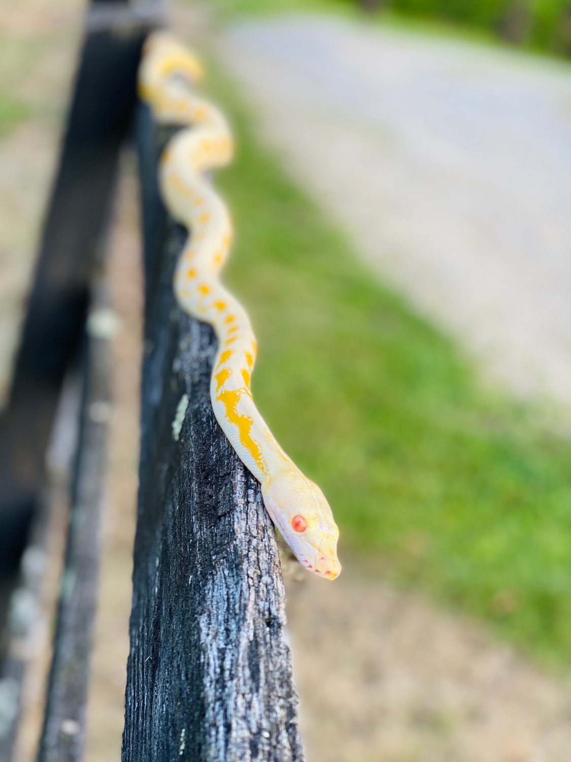 Platinum Amel Reticulated Python by Paul's Cool Scales - MorphMarket