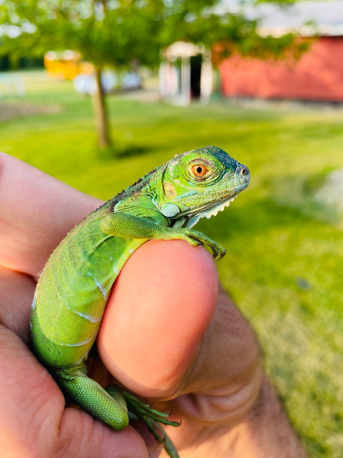 Baby Green Iguana by Paul's Cool Scales - MorphMarket
