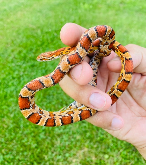 Classic! Corn Snake by Paul's Cool Scales
