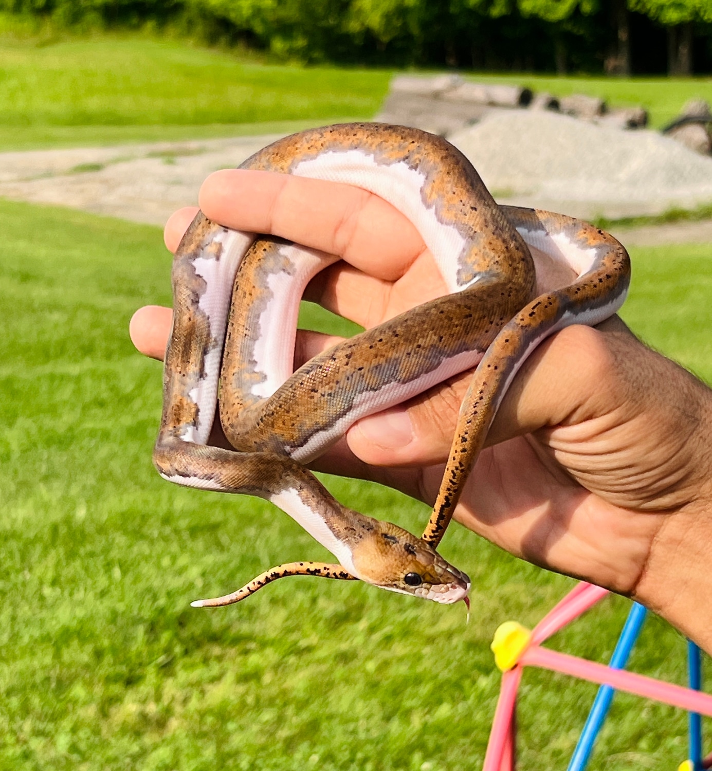 Pied Reticulated Python by Paul's Cool Scales - MorphMarket