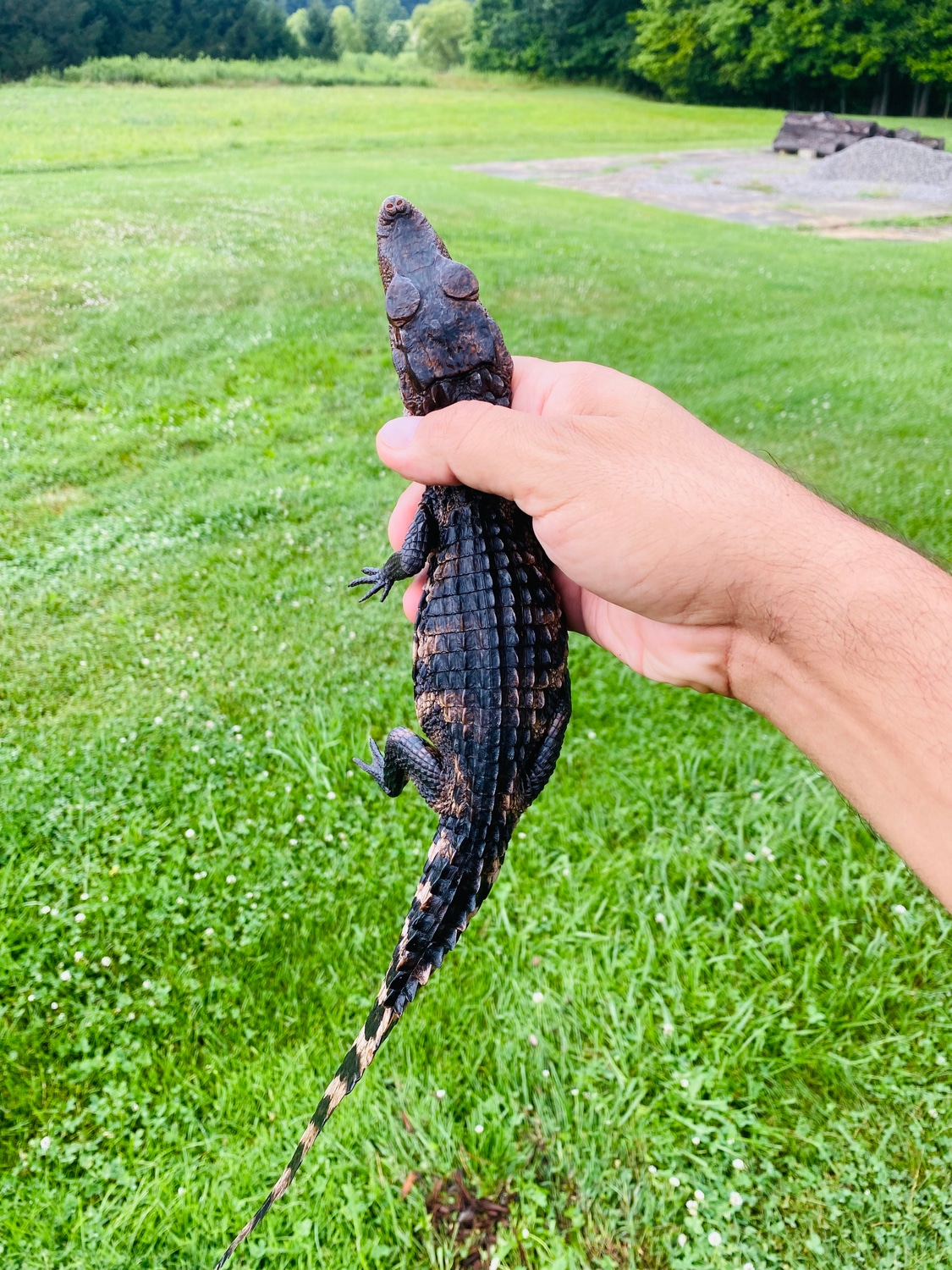 Cuvier’s Dwarf Cuvier's Dwarf Caiman by Paul's Cool Scales - MorphMarket