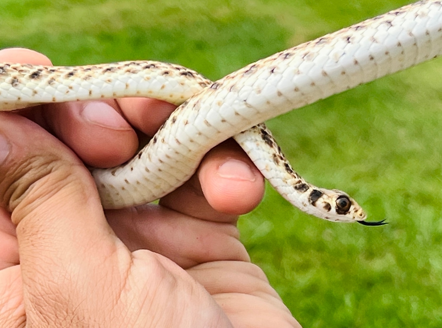 Egyptian False Cobra More Colubrid by Paul's Cool Scales - MorphMarket