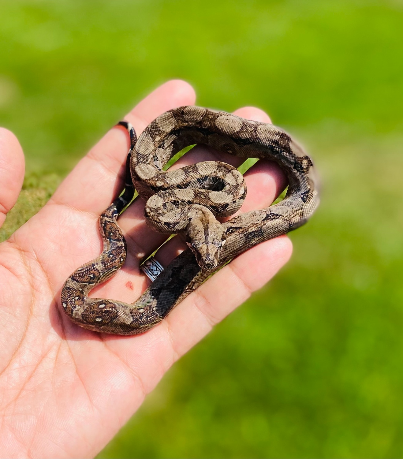 Central American Boa Constrictor by Paul's Cool Scales - MorphMarket