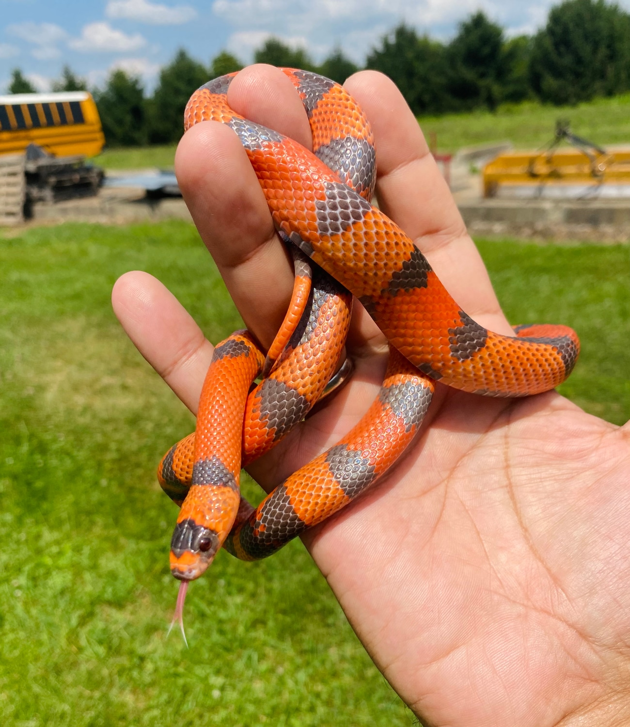 Honduran Milk Snake by Paul's Cool Scales - MorphMarket