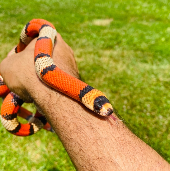 DOCILE Honduran Honduran Milk Snake by Paul's Cool Scales