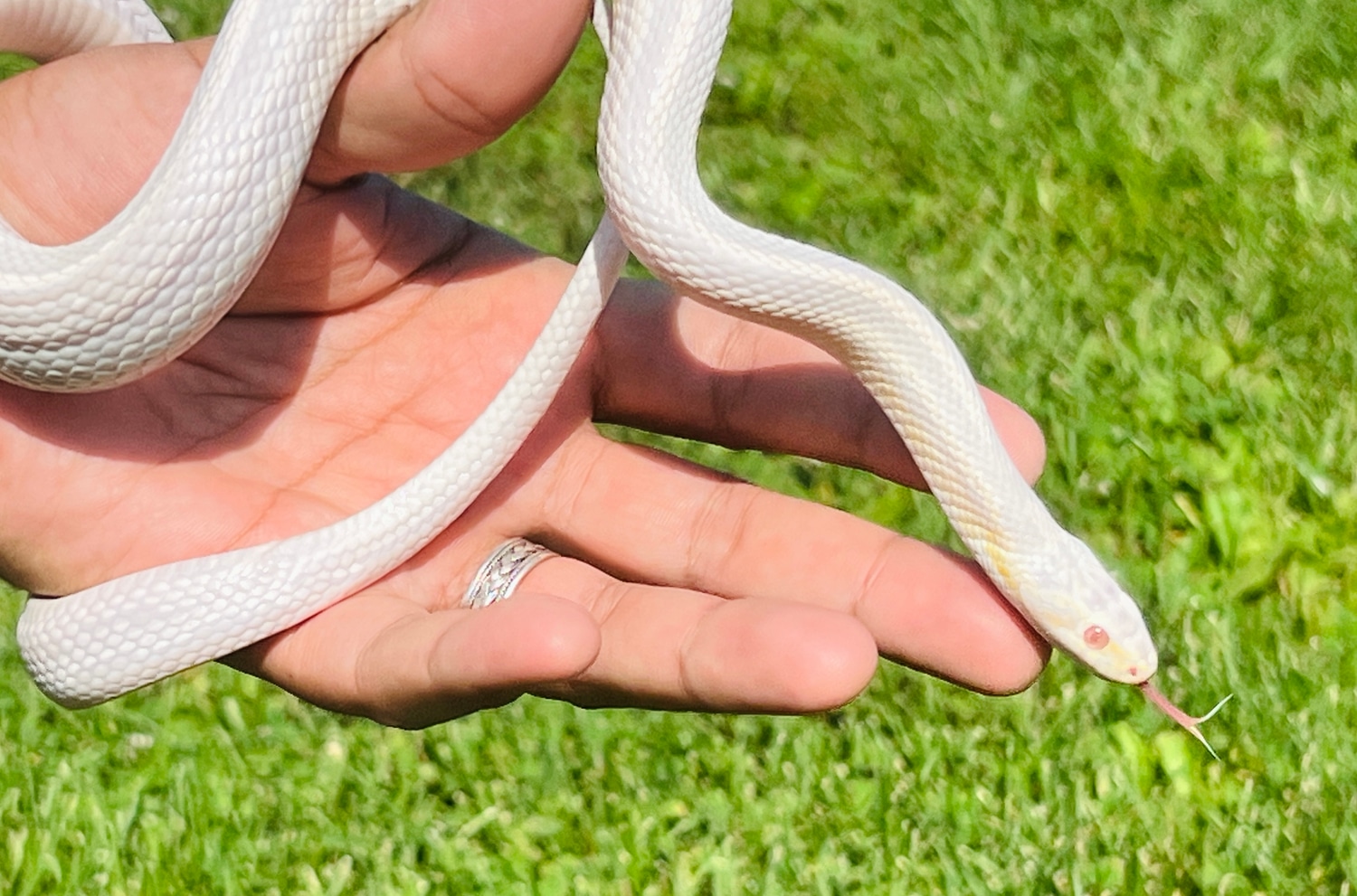 Stunning Snow Tessera Corn Snake by Paul's Cool Scales - MorphMarket