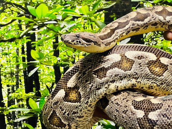 HUGE DOCILE Dumeril's Boa by Paul's Cool Scales