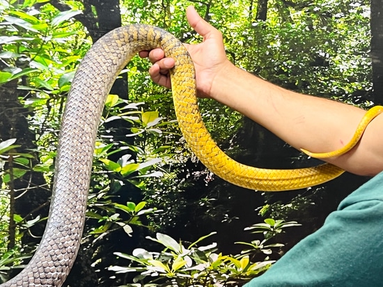 LTC Yellow Tail Cribo Cribo & Indigo Snakes by Paul's Cool Scales